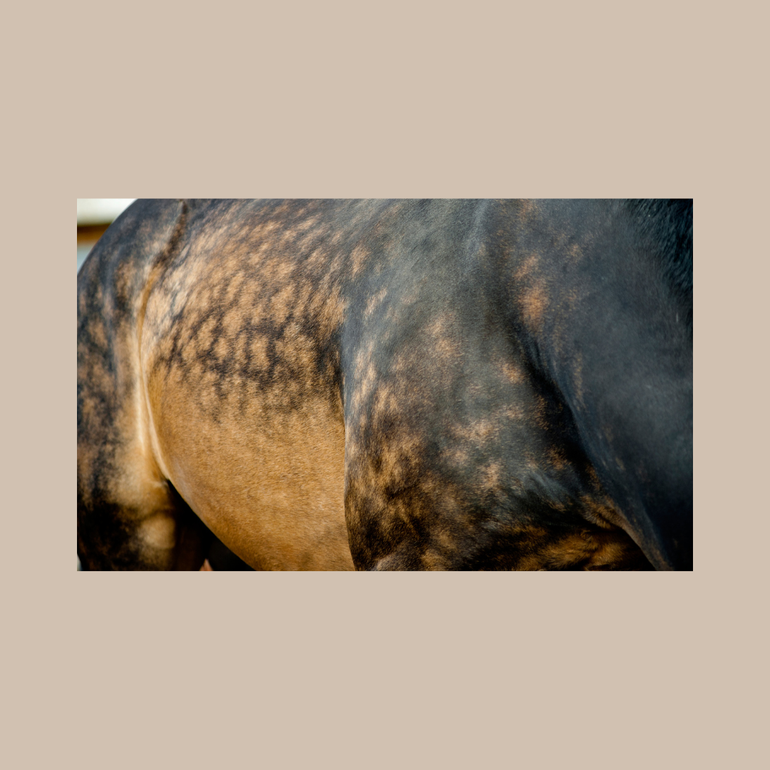 Muscle Madness Part 1 – EquiSMART