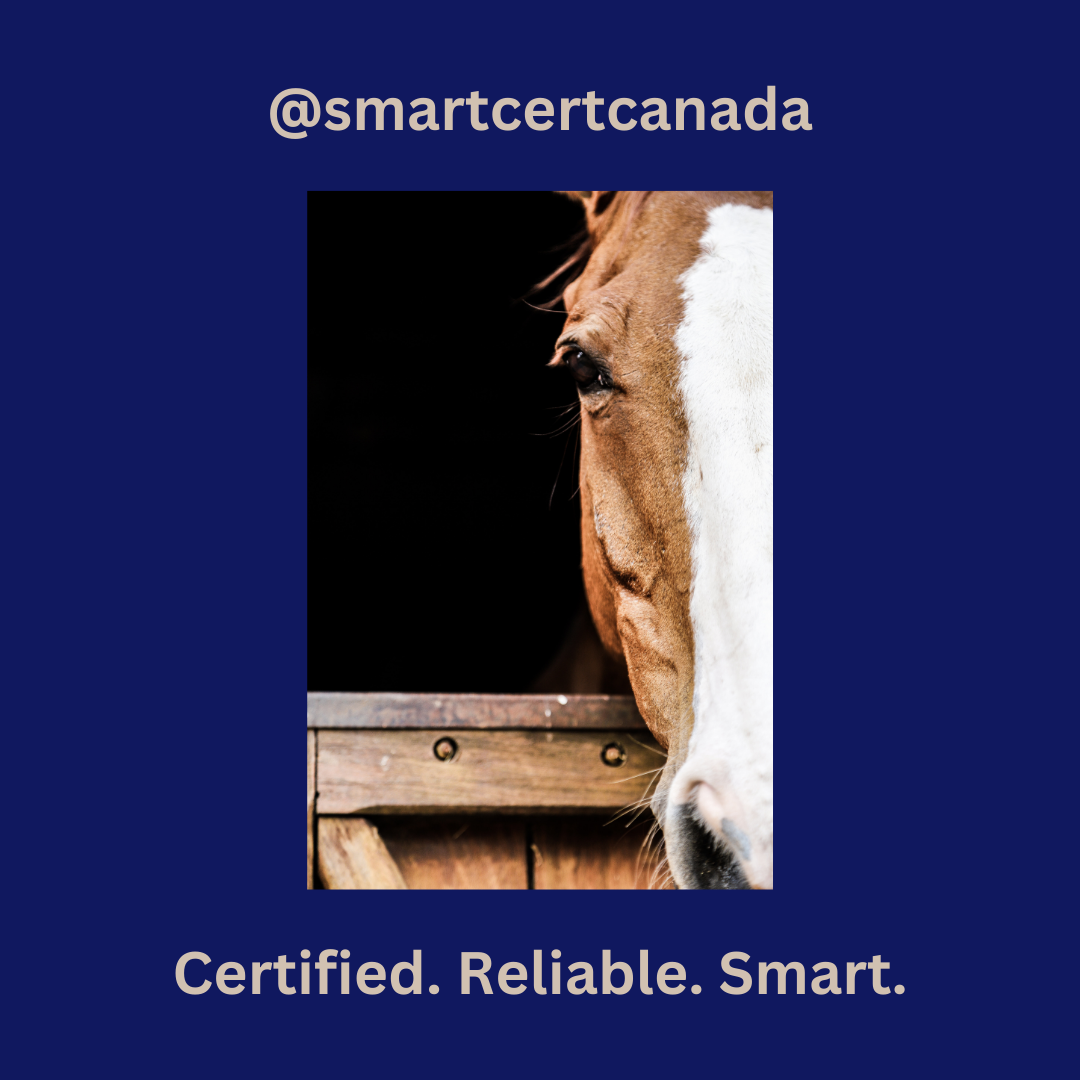 Returning from Stall Rest with Equine Massage Therapy – EquiSMART