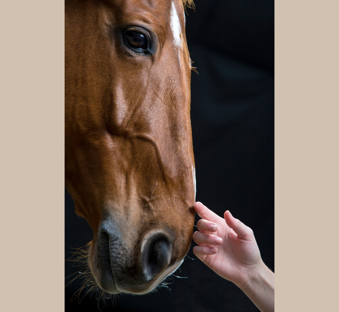 Equine Massage Therapy for Circulatory Benefits – EquiSMART